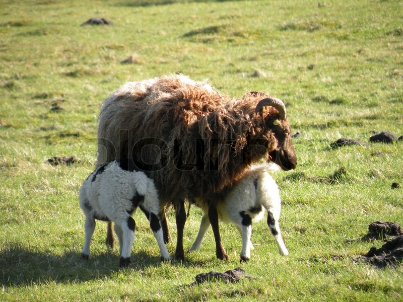 Sheep nursing two lambs | Stock image | Colourbox