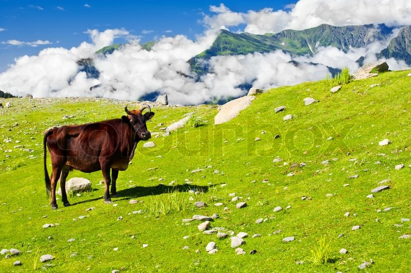 Wild ko på engen i Himalaya bjergene | Stock foto | Colourbox