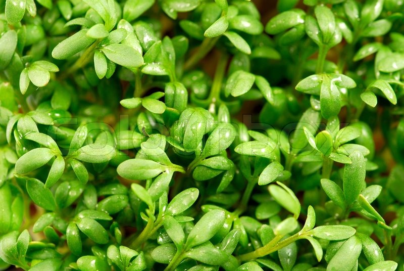 Grøn karse closeup | Stock foto | Colourbox