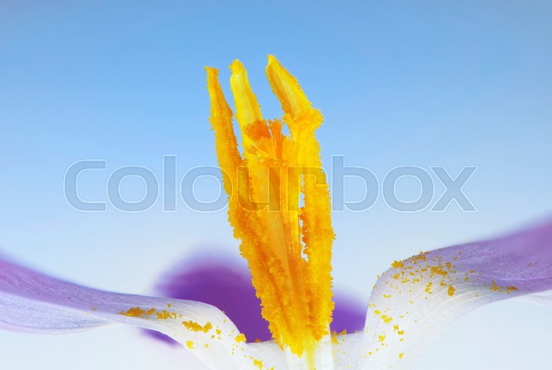 Beautiful flower anther with pollen | Stock image | Colourbox