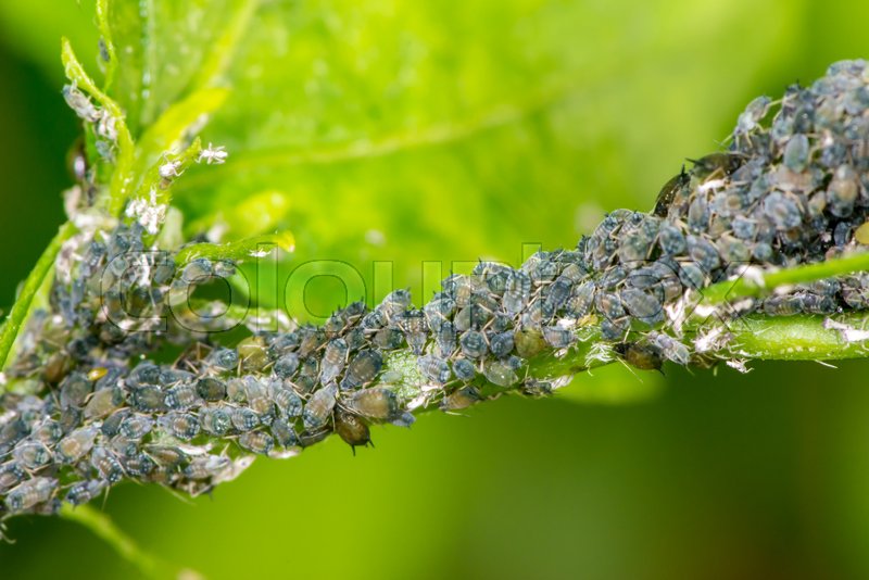 Stem of a flower full of lice | Stock image | Colourbox