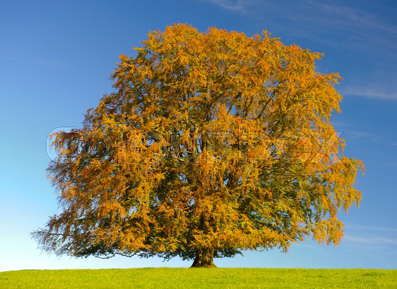 Große alte Buche als Einzelbaum im ... | Stock Bild | Colourbox