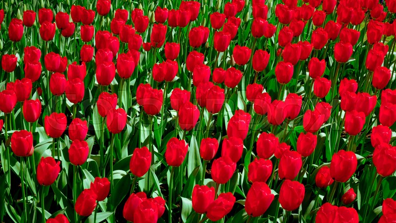 Fresh spring flowers. Spring ... | Stock image | Colourbox