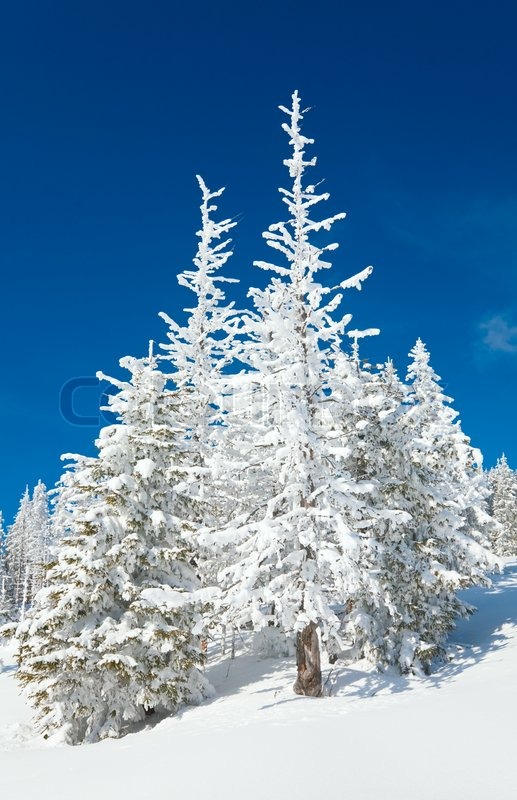 Winter schneebedeckten Tannen am ... | Stock Bild | Colourbox