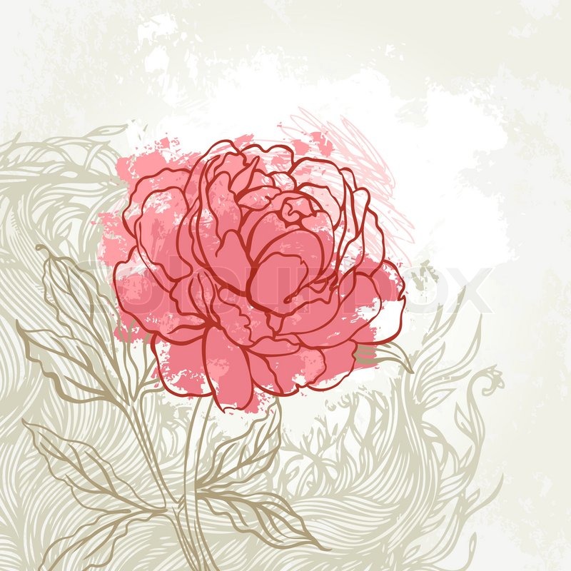 Peony Drawing Background