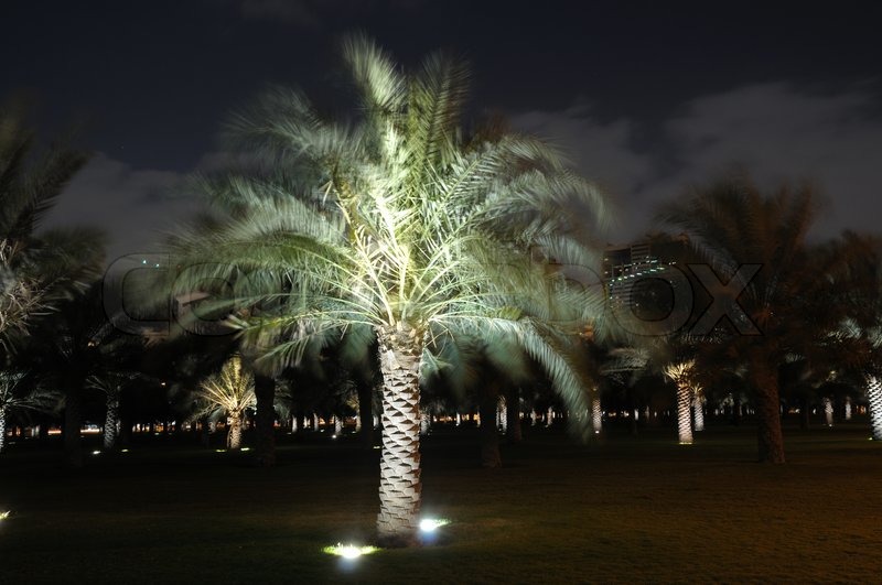 Palm Trees illuminated at night | Stock image | Colourbox