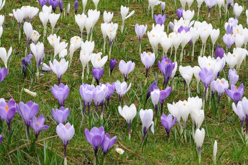 Lila Weiss Blumen