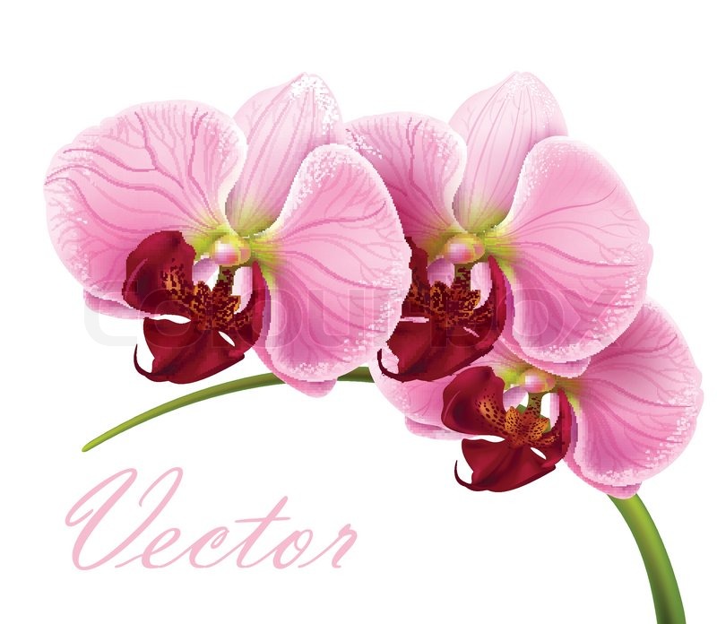 Orchid | Stock vector | Colourbox