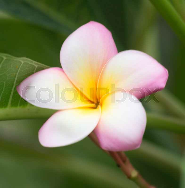 Close up shot of frangipani flowers | Stock image | Colourbox