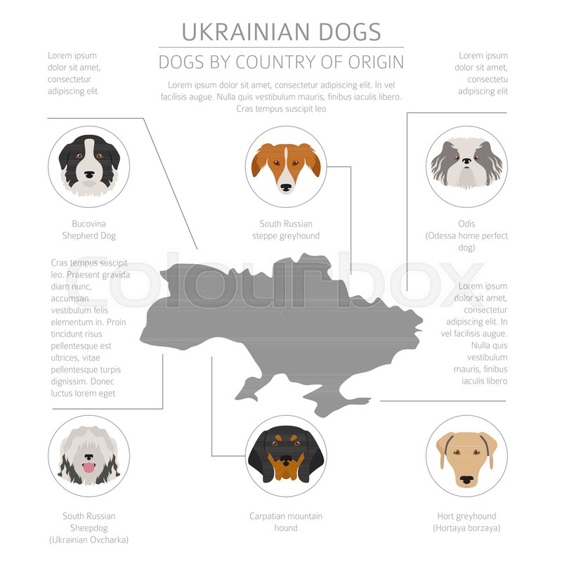 Dogs by country of origin. Ukrainian ... | Stock vector | Colourbox