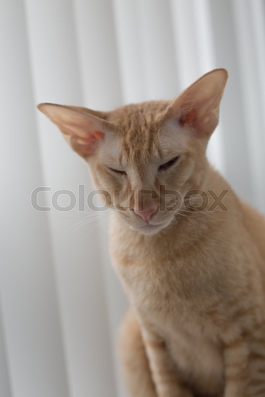 Long Eared Cat