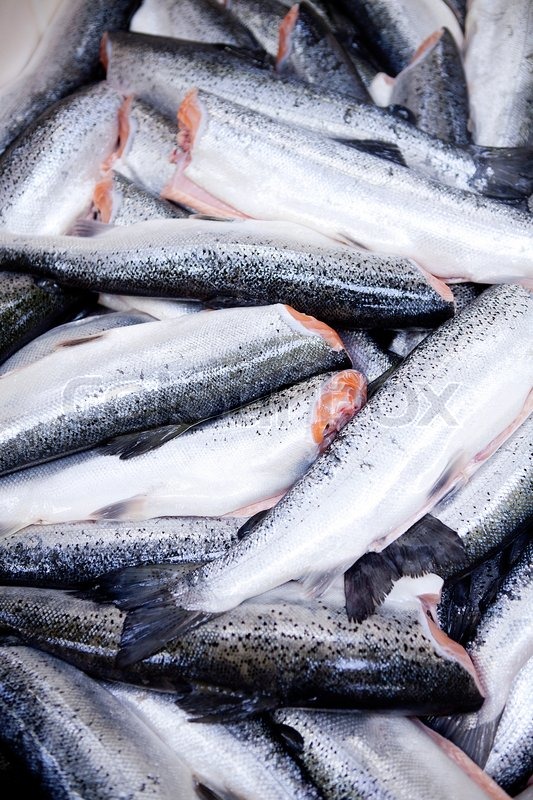 Norwegian Atlantic salmon during ... | Stock Photo | Colourbox