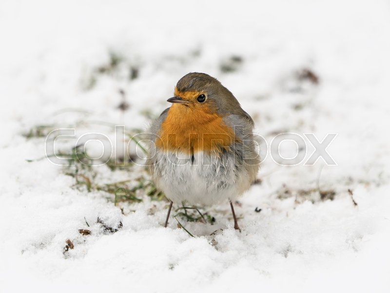 Front view of european robin bird ... | Stock image | Colourbox