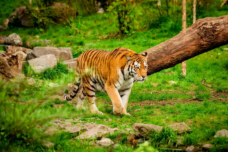 Tiger in forest. Tiger portrait | Stock image | Colourbox