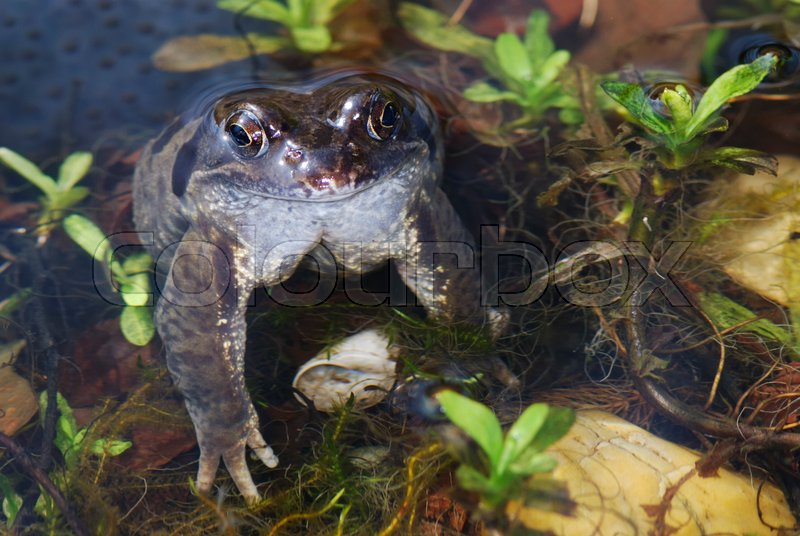 Frog spawn and a toad in a small tarn | Stock image | Colourbox
