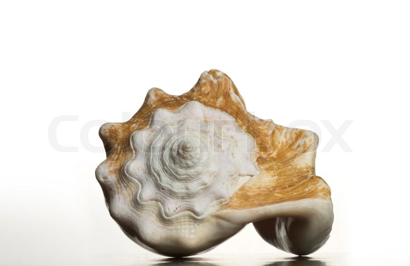 Eine einzelne Schale auf einer ... | Stock Bild | Colourbox