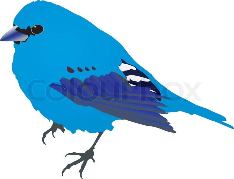 Beautiful blue bird. Vector | Stock vector | Colourbox