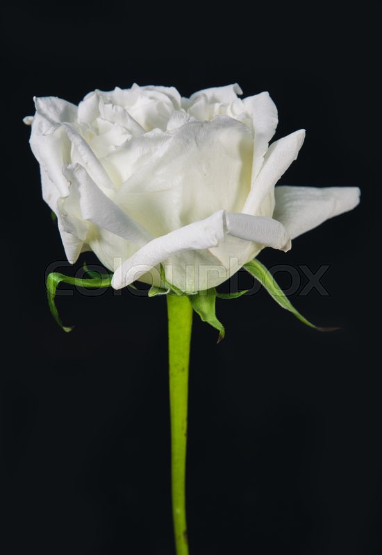 Single White Rose Black Background