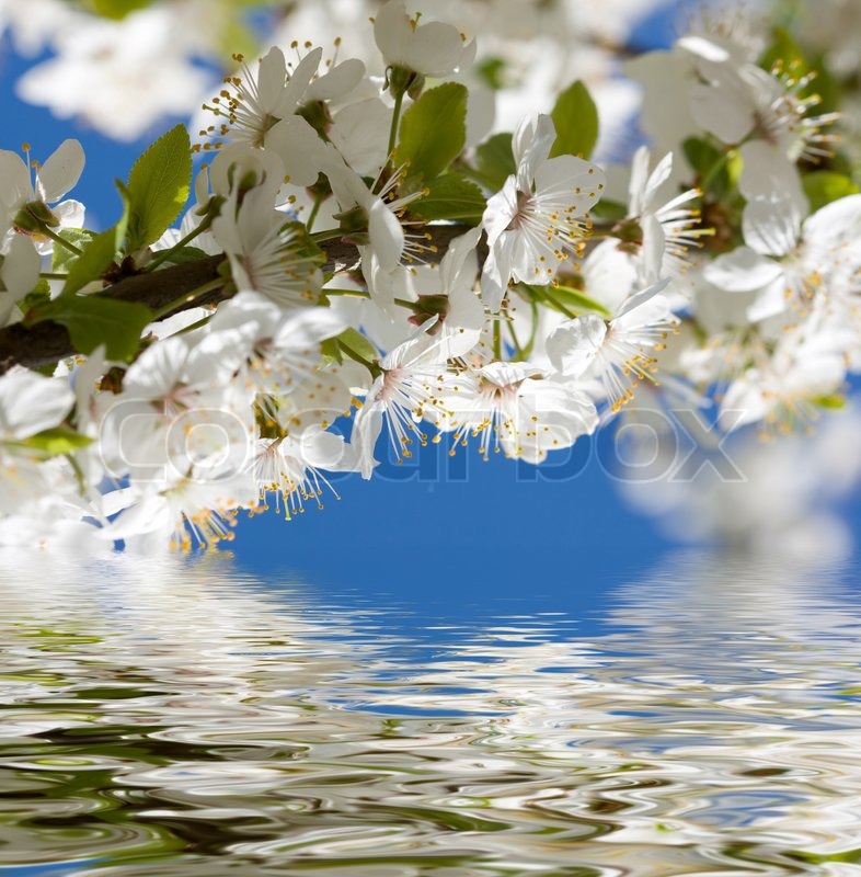 Spring Flowers And Water