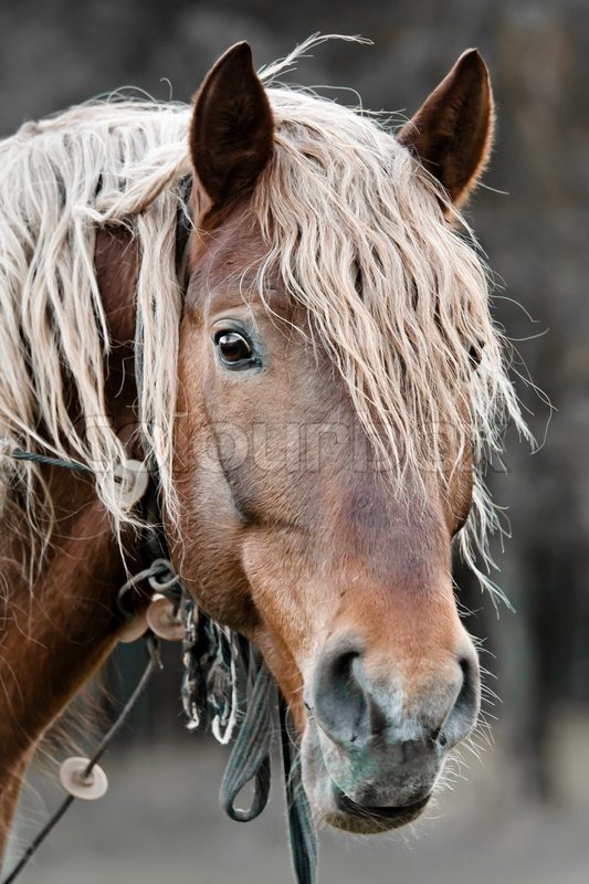 Ein schönes Pferd auf dem Lande | Stock Bild | Colourbox