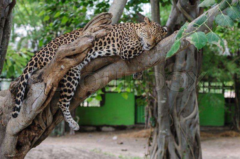 Leopard In A Tree