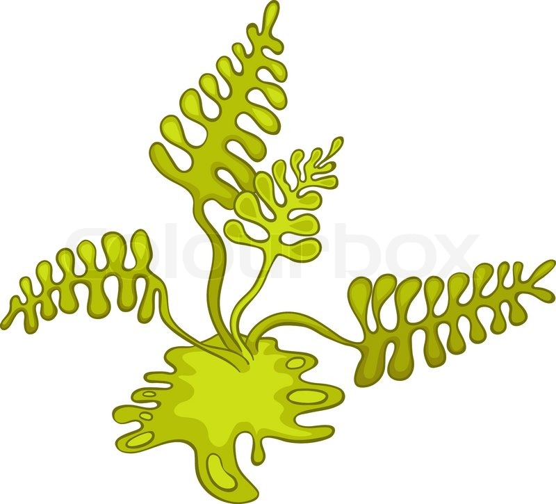 Cartoon Ocean Object Alga Isolated on ... | Stock vector | Colourbox