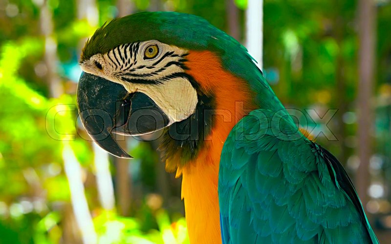 Close up, side view of parrot head ... | Stock image | Colourbox