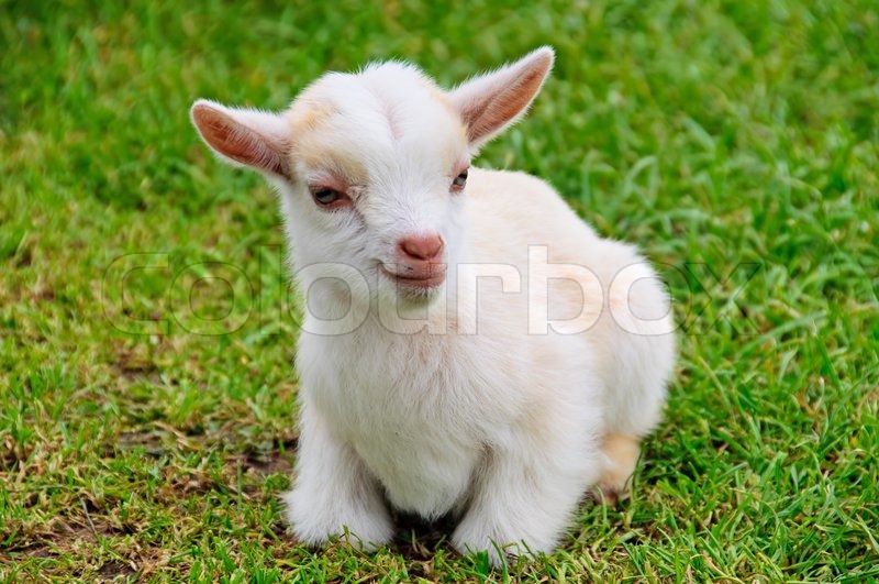 A small goat kid resting on the ground | Stock image | Colourbox