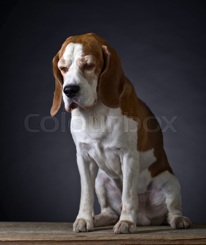 Full Grown Beagle