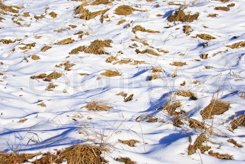 The melting snow reveals the dead grass ... | Stock image | Colourbox