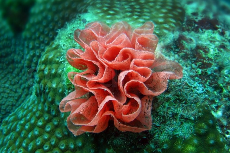 Weiche Koralle. | Stock Bild | Colourbox