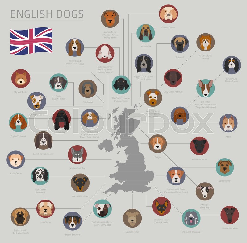 Dogs by country of origin. English dog ... | Stock vector | Colourbox