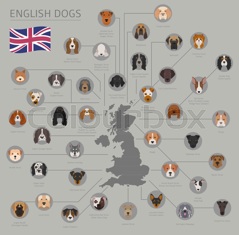 Dogs by country of origin. English dog ... | Stock vector | Colourbox