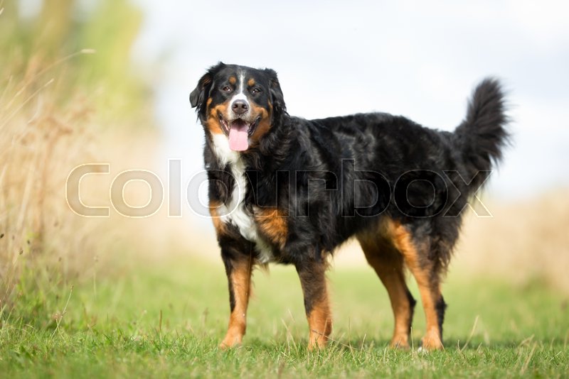 Purebred adult Berner Sennehund dog ... | Stock image | Colourbox