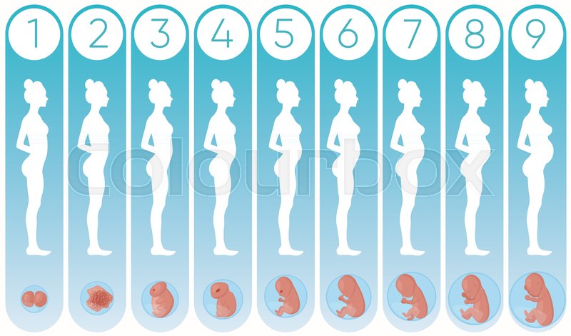 Stages Of Human Pregnancy
