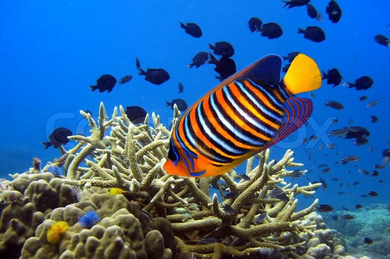 Angel Fisch Pygoplites diacanthus | Stock Bild | Colourbox