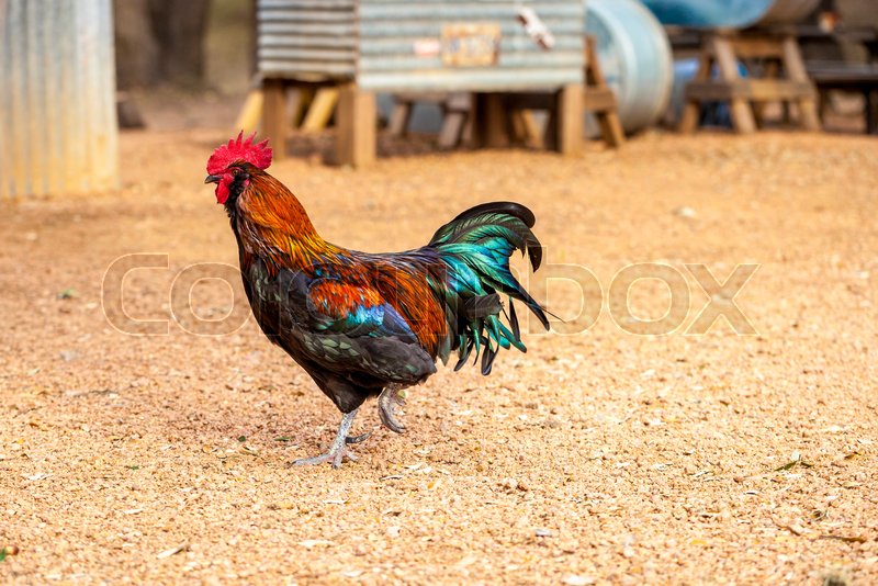 Pretty Rooster Breeds