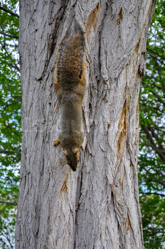 Squirrel Climbing Down Tree