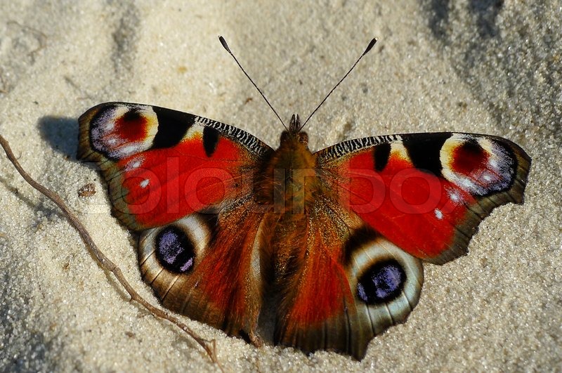 Close up view of the red batterfly on a ... | Stock image | Colourbox