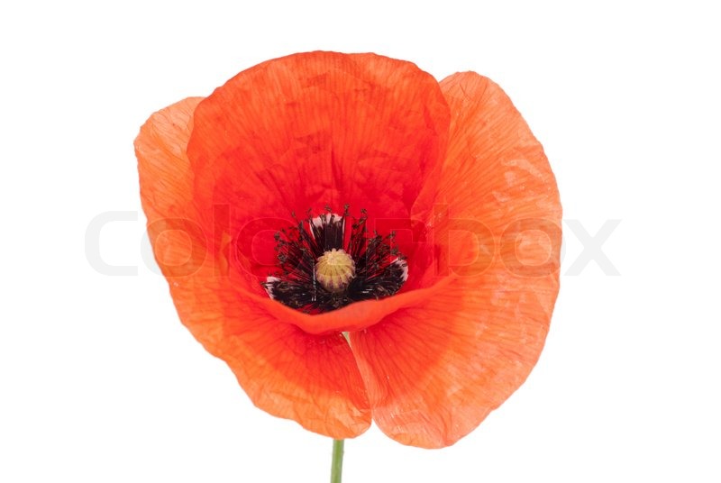 Single Beautiful Red poppy isolated on ... | Stock image | Colourbox
