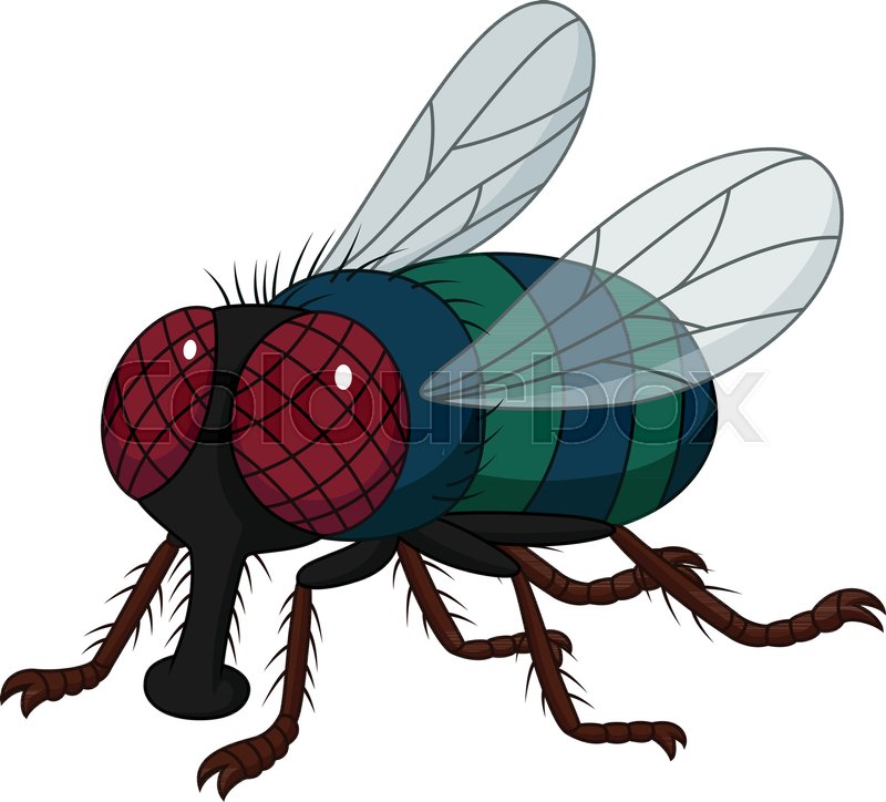 Cartoon house fly isolated on white ... | Stock vector | Colourbox
