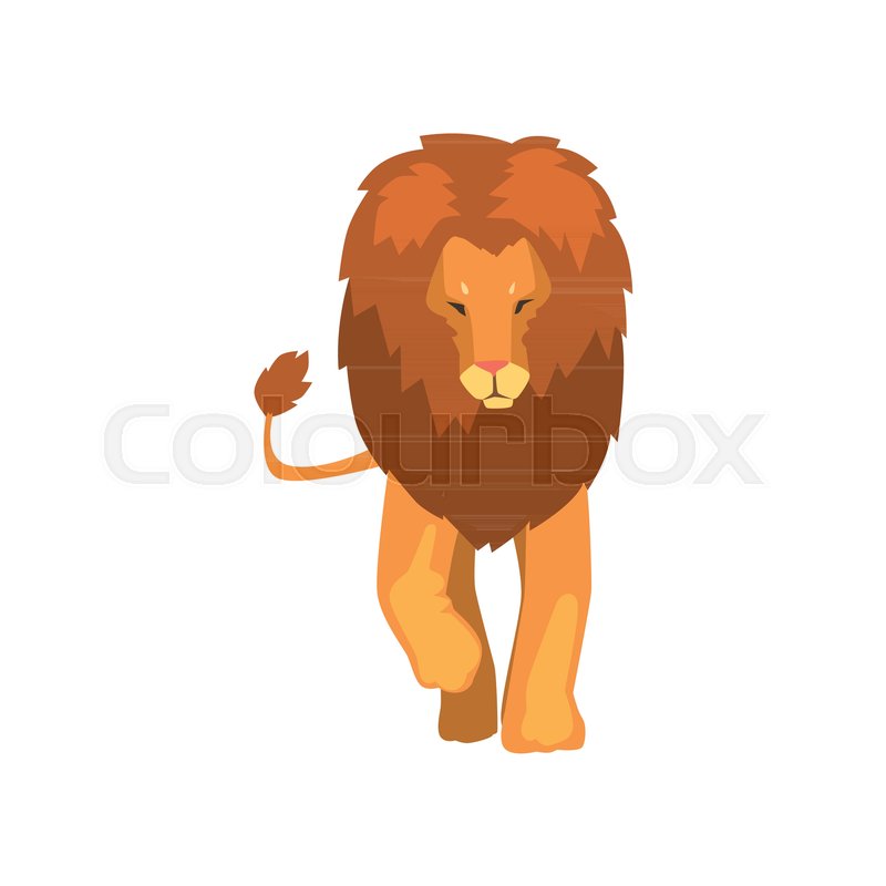 Lion Front View Standing