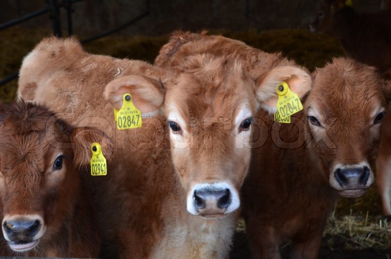 Ko i stald kigger og spiser | Stock foto | Colourbox