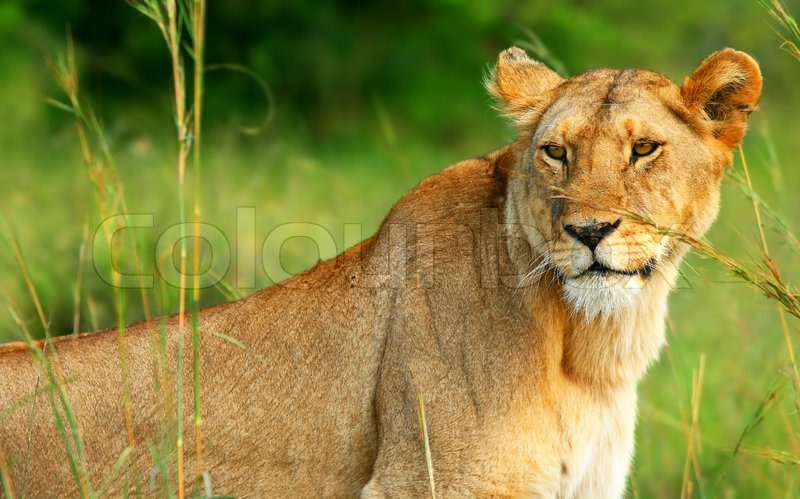 Schöne wilde Africam Löwin. Afrika. ... | Stock Bild | Colourbox
