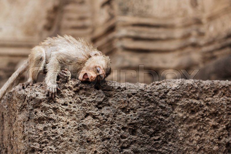 Baby monkey is playing on the brick ... | Stock image | Colourbox