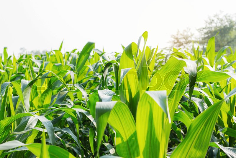 Green leaves of corn in planted with ... | Stock image | Colourbox