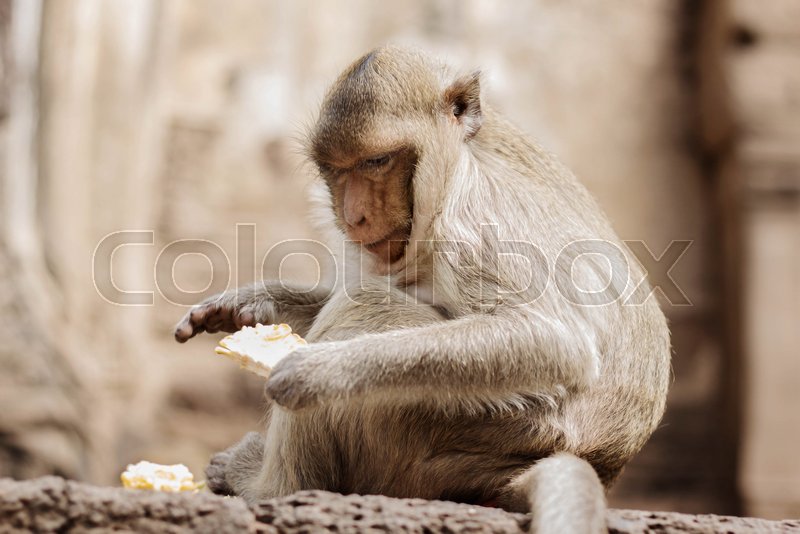Monkeys are sitting and eating on brick ... | Stock image | Colourbox