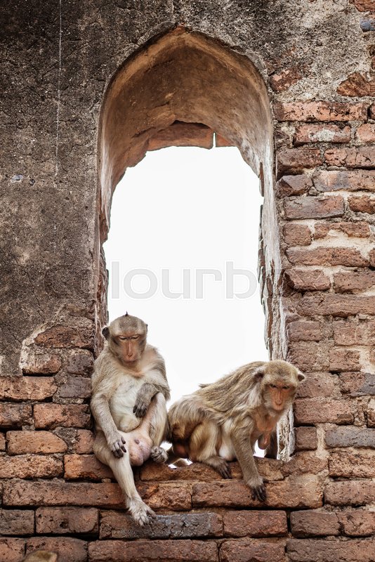 Monkeys are sitting on window of brick. | Stock image | Colourbox