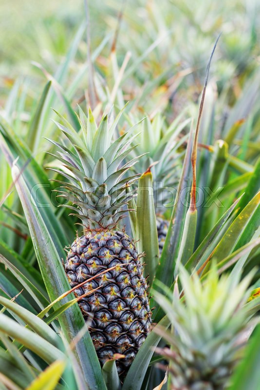 Pineapple growing on trees in the ... | Stock image | Colourbox