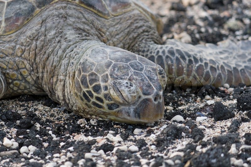 Close-up of sea turtle on the rocky ... | Stock image | Colourbox